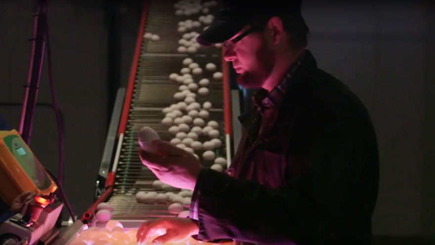 Five unexpected egg-based careers