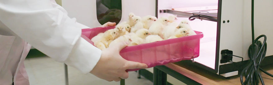 Research shows how lighting during incubation impacts chick development ...