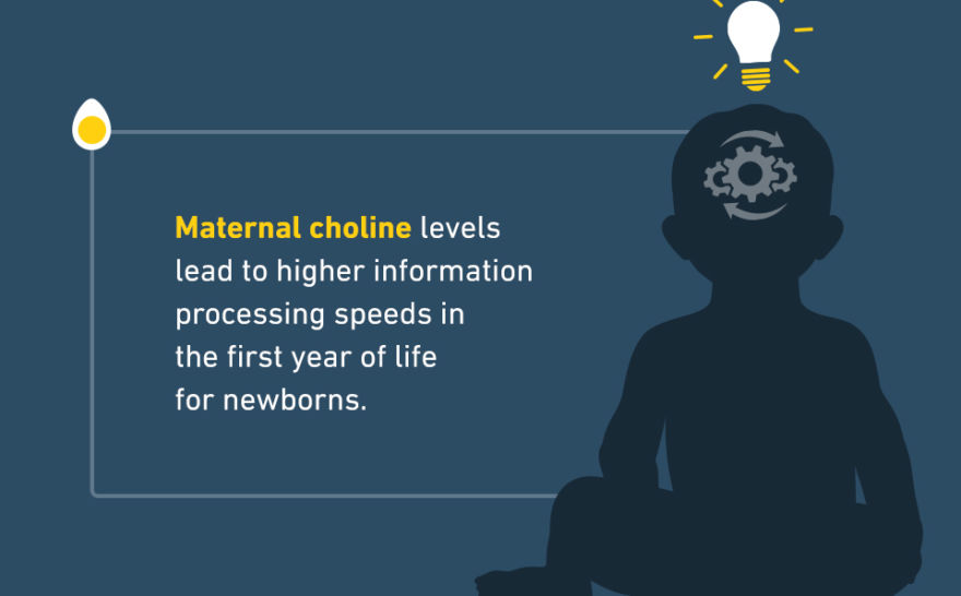 Research reveals how eggs support cognition