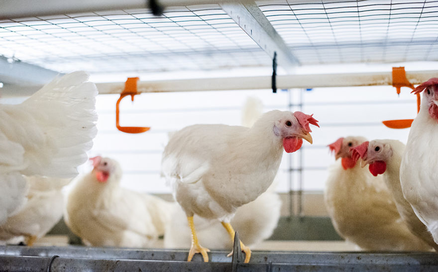 Three cutting-edge technologies used in egg farming | Egg Farmers of Canada Three cutting-edge technologies used in egg farming | Egg Farmers of Canada
