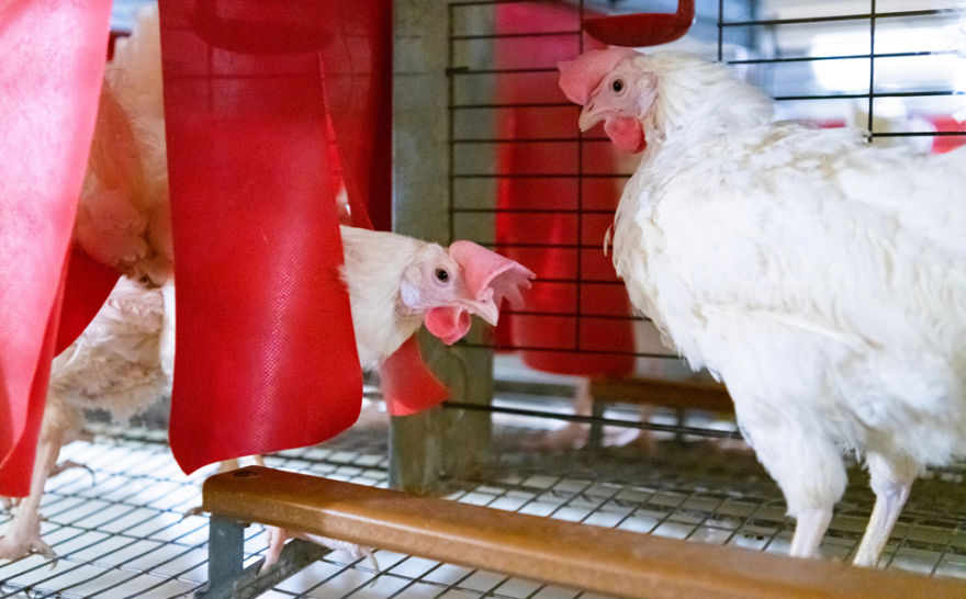 Four ways we’re transforming hen housing in Canada | Egg Farmers of Canada