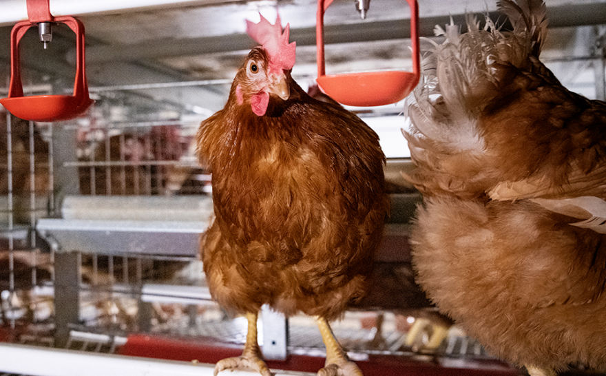 How circular economy thinking is making egg farms even more sustainable ...