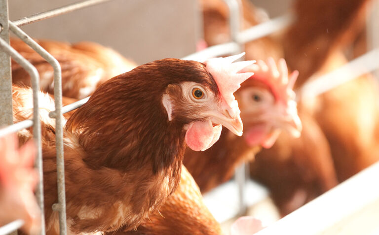 From enriched colony to free run and free range, learn about the ...