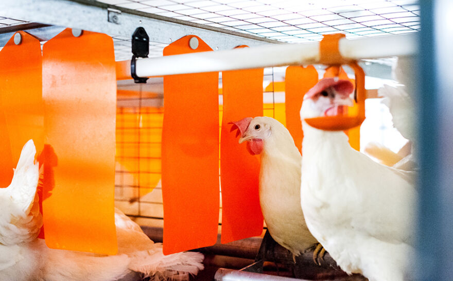 From enriched colony to free run and free range, learn about the ...